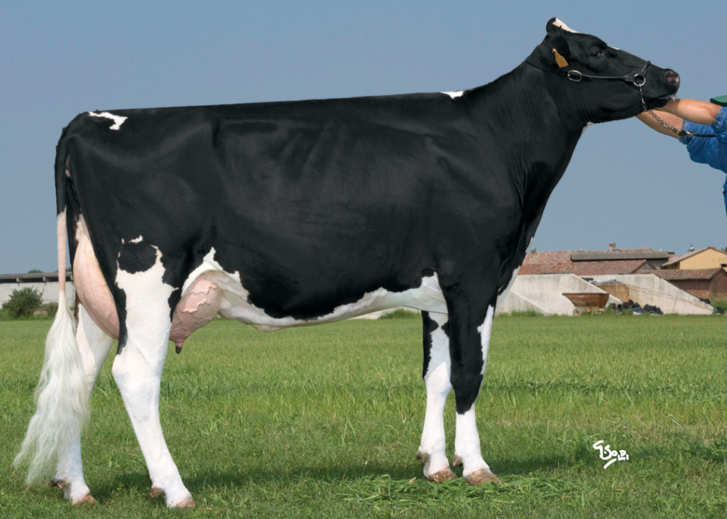 Bova-AI – New Farm Britt Prince